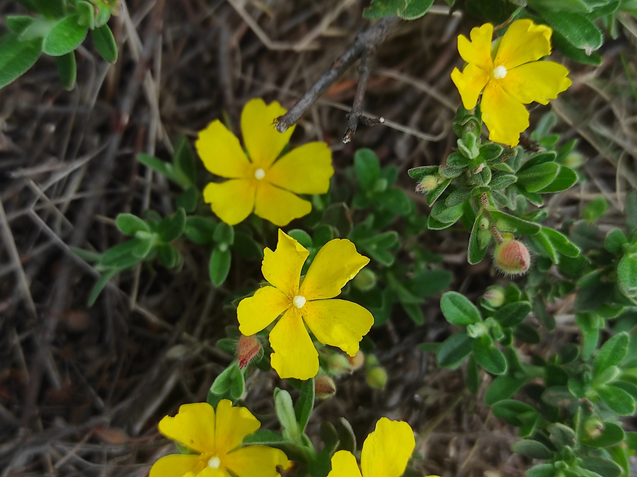 Halimium lasianthum subsp. alyssoides (Lam.) Greuter