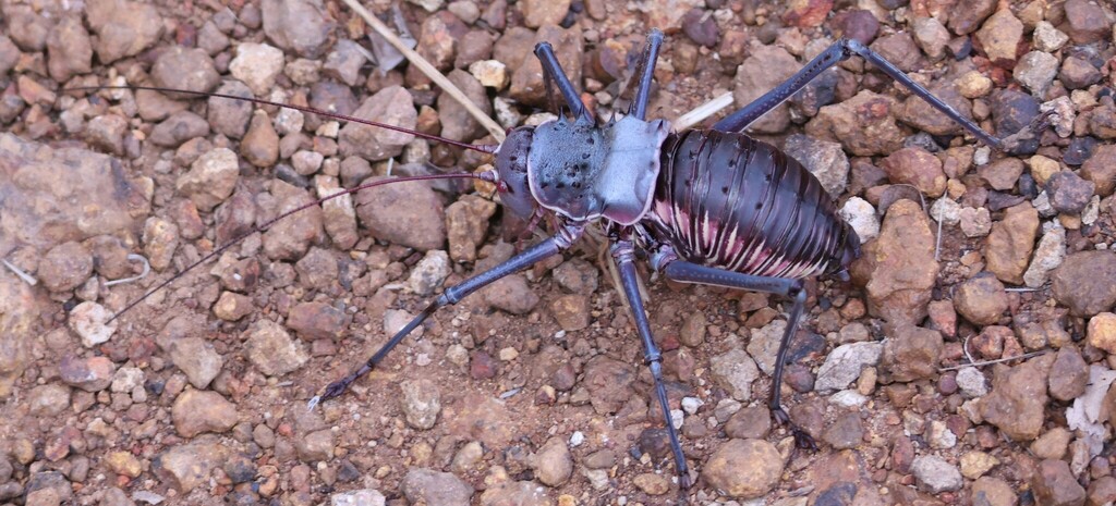 Brown Armoured Corncricket from Manicaland Province, Zimbabwe on April ...