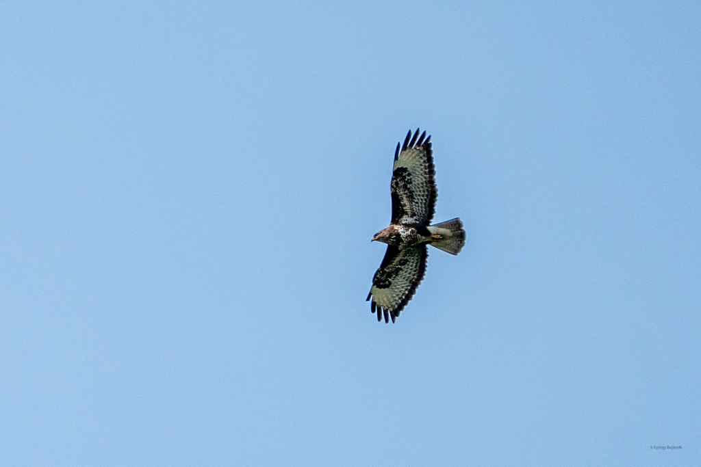 Common Buzzard from Mátészalka, 4700 Hungary on May 12, 2023 at 08:27 ...