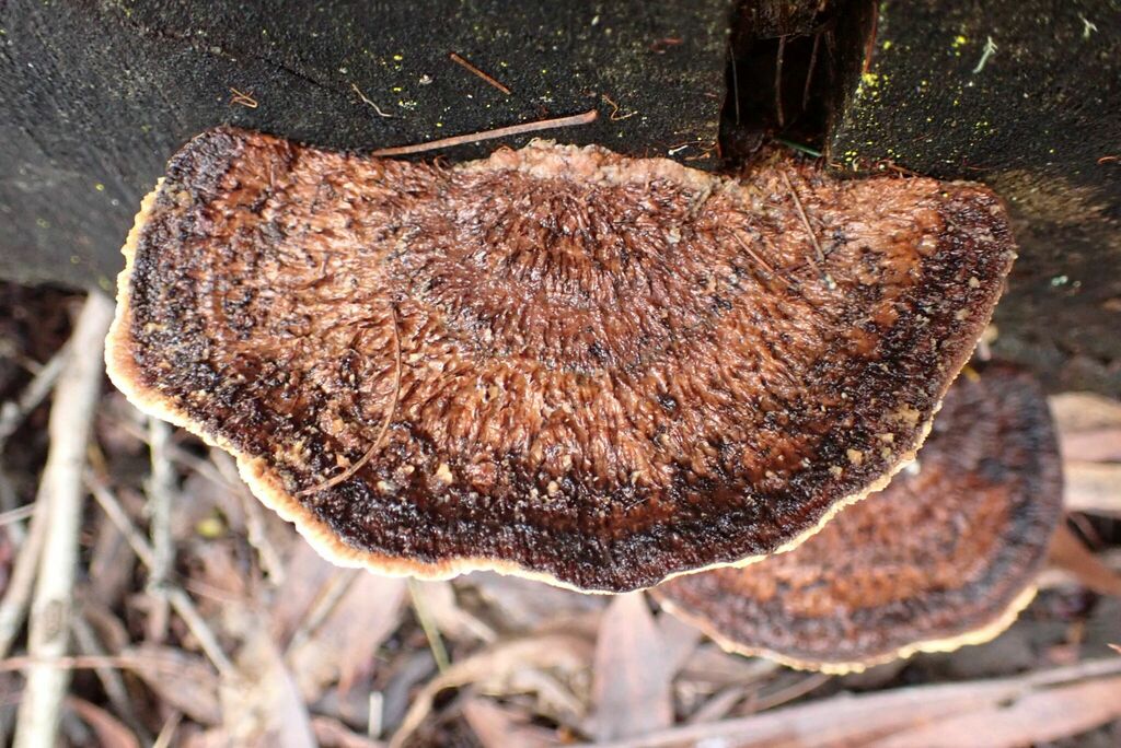 Thin-walled Maze Polypore from Klipinniebos, Ehlanzeni District ...