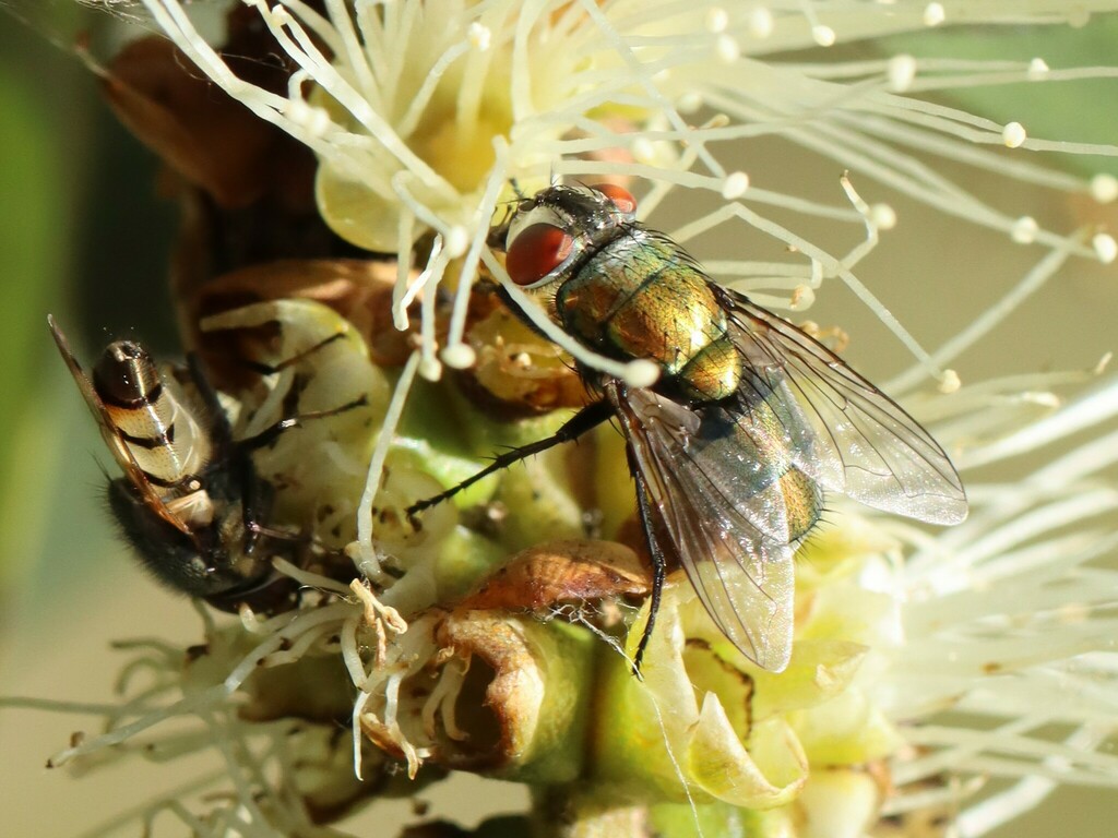 Greenbottle Flies from Warrimoo NSW 2774, Australia on March 30, 2023 ...