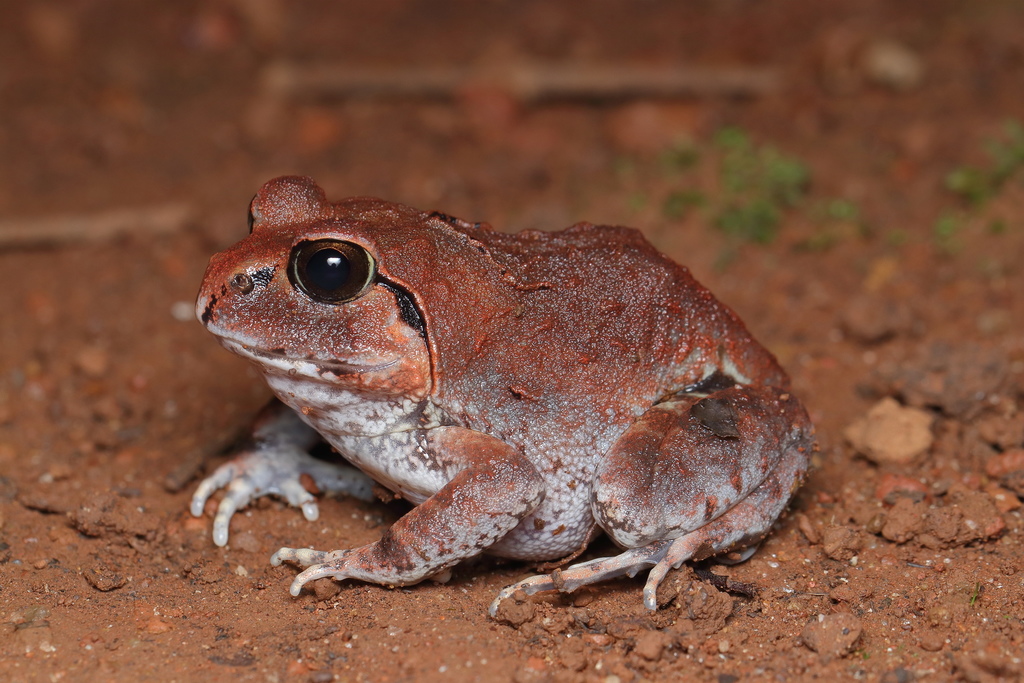 Mangalore Burrowing Frog (Lizards of Chhattisgarh, India) · iNaturalist