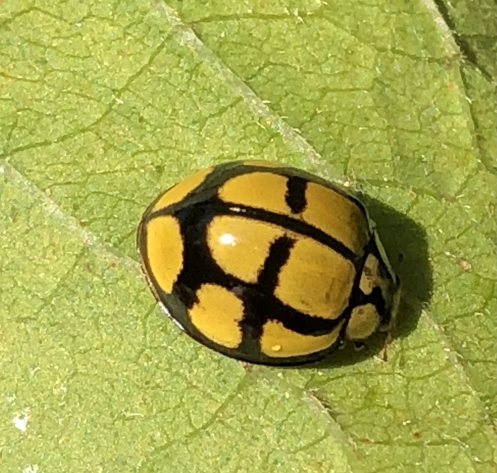 Tortoise-shelled Ladybird from Hillary St, West Pymble, NSW, AU on May ...