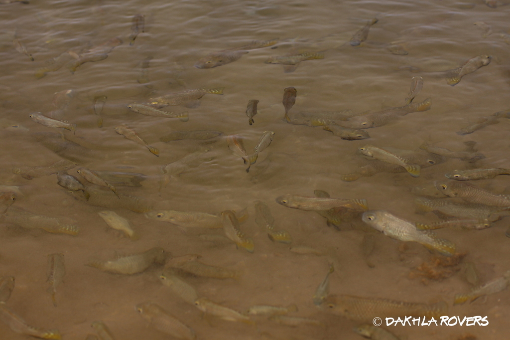 Guinean Tilapia (Coptodon guineensis) - Marine Life Identification