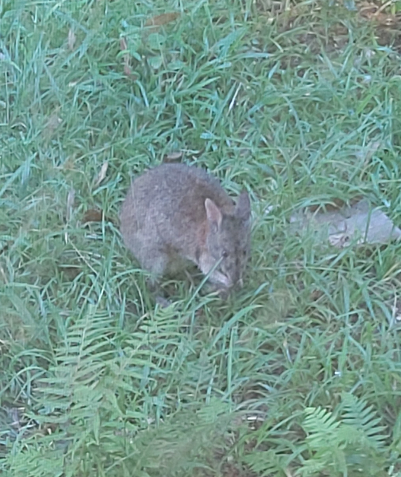 Thylogale thetis (Lesson, 1828)