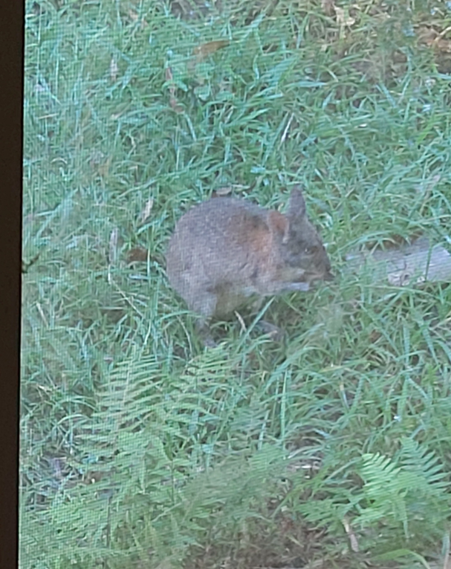 Thylogale thetis (Lesson, 1828)