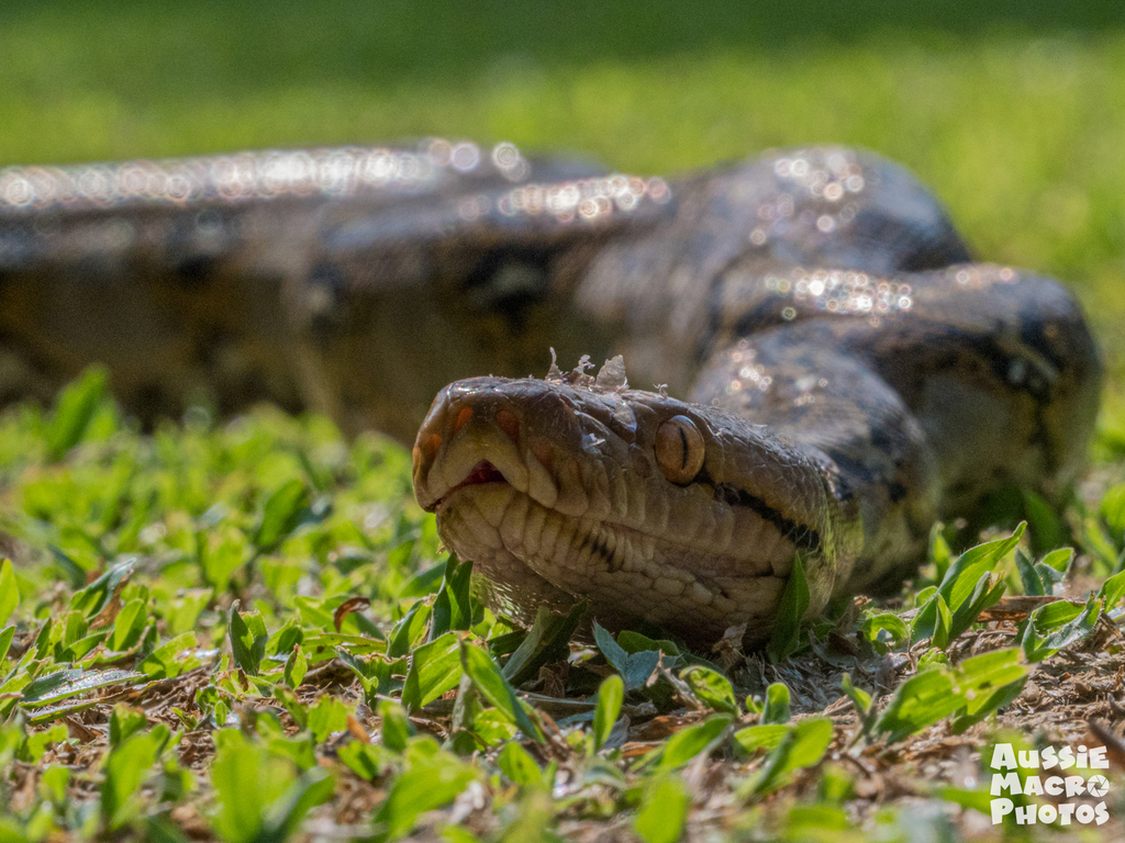 Reticulated Python from Buggin Sumatra, Langkat Regency, North Sumatra ...