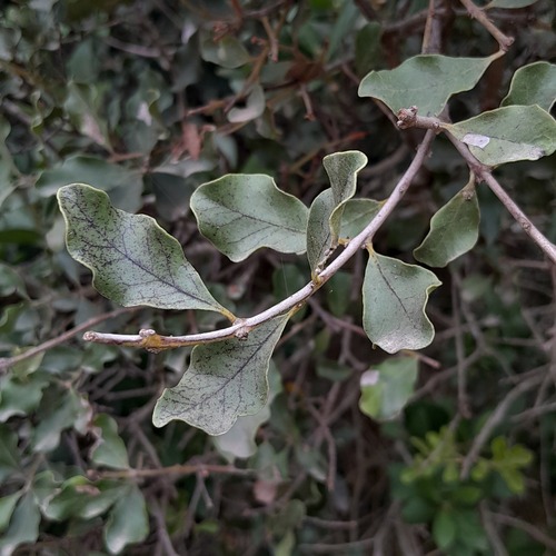 Observations by markheystek · iNaturalist