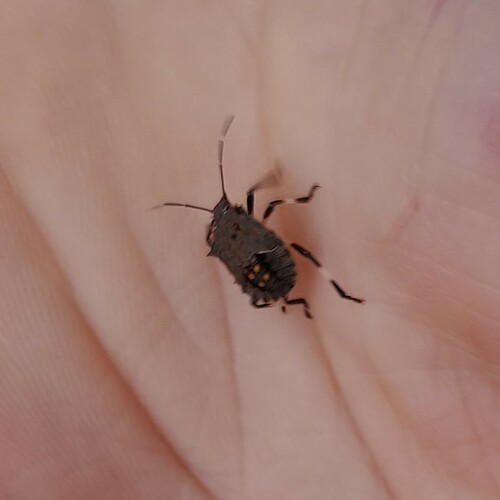 Observations by markheystek · iNaturalist