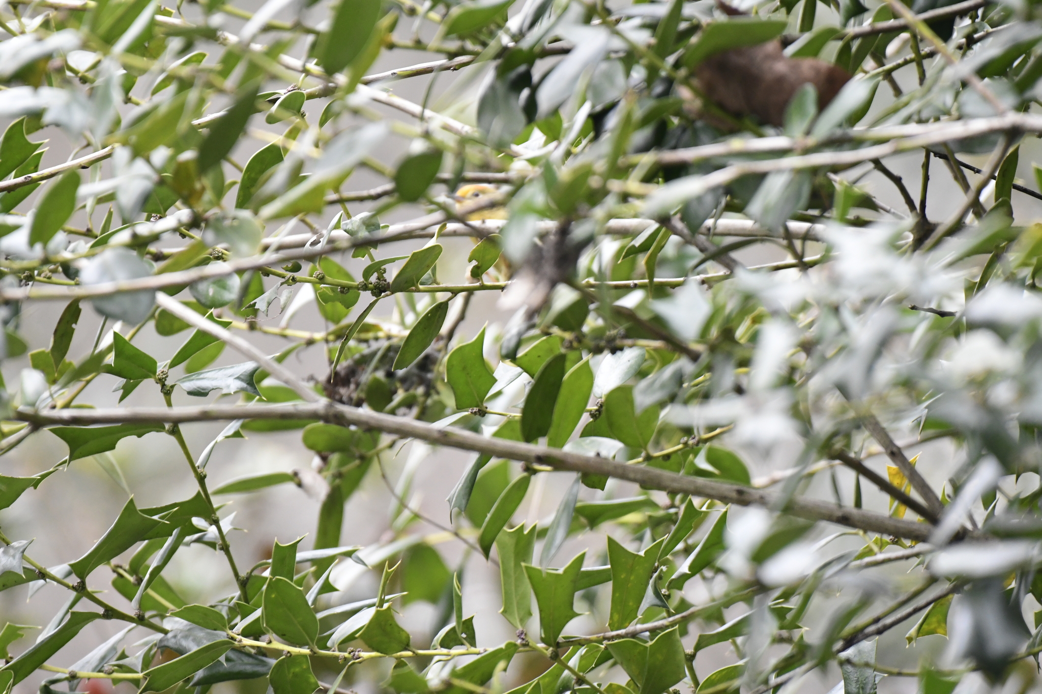 Stachyridopsis ruficeps (Blyth, 1847)