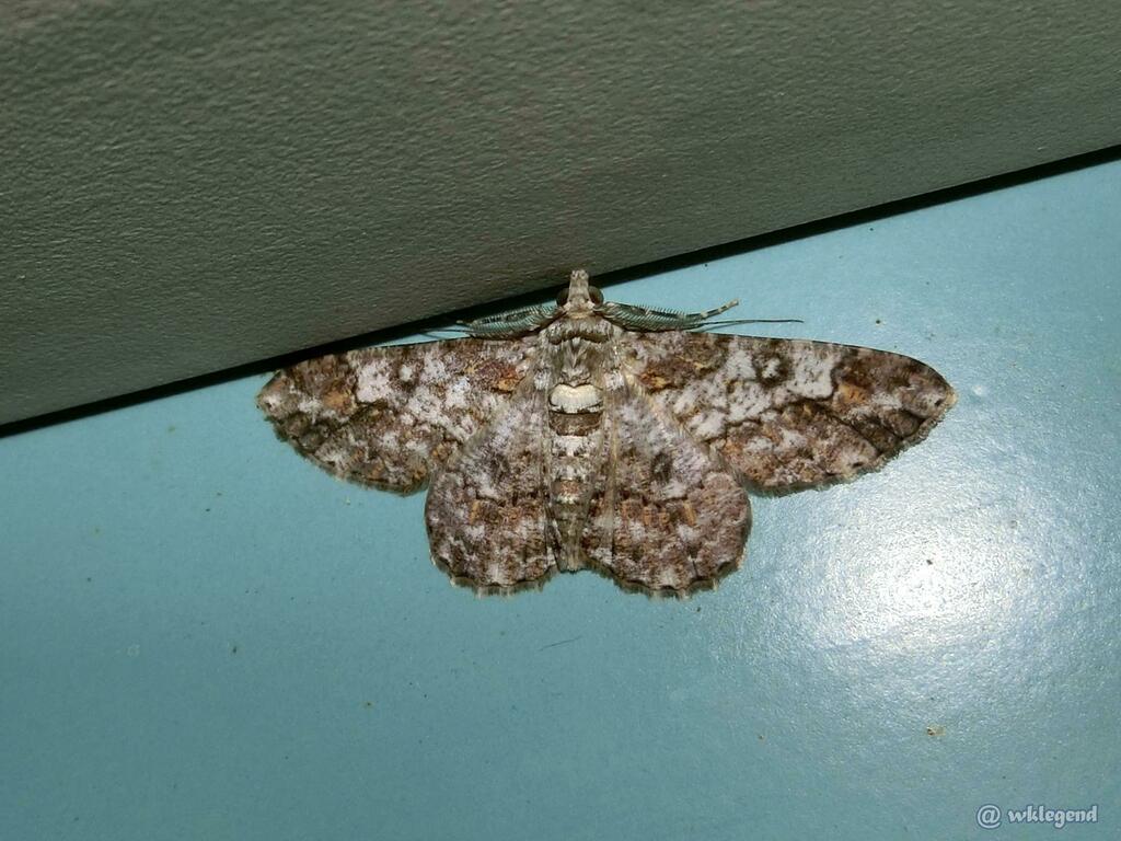 Cleora alienaria from Kwun Tong, HK on May 12, 2023 by wklegend ...