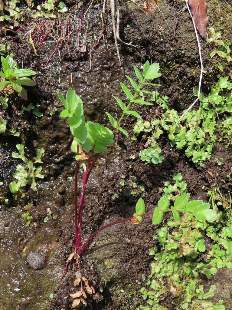 fool's watercress from 9240 Ponta Delgada, Portugal on May 02, 2023 at ...