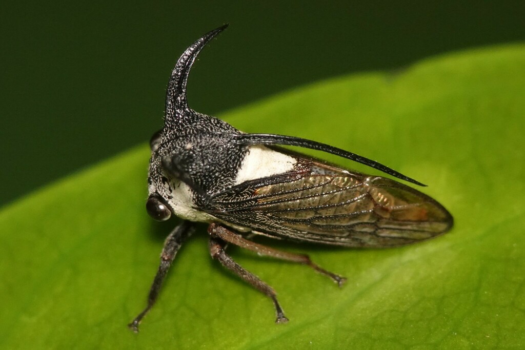 Leptocentrus from Bukit Panjang, Singapore on May 12, 2023 at 11:43 AM ...