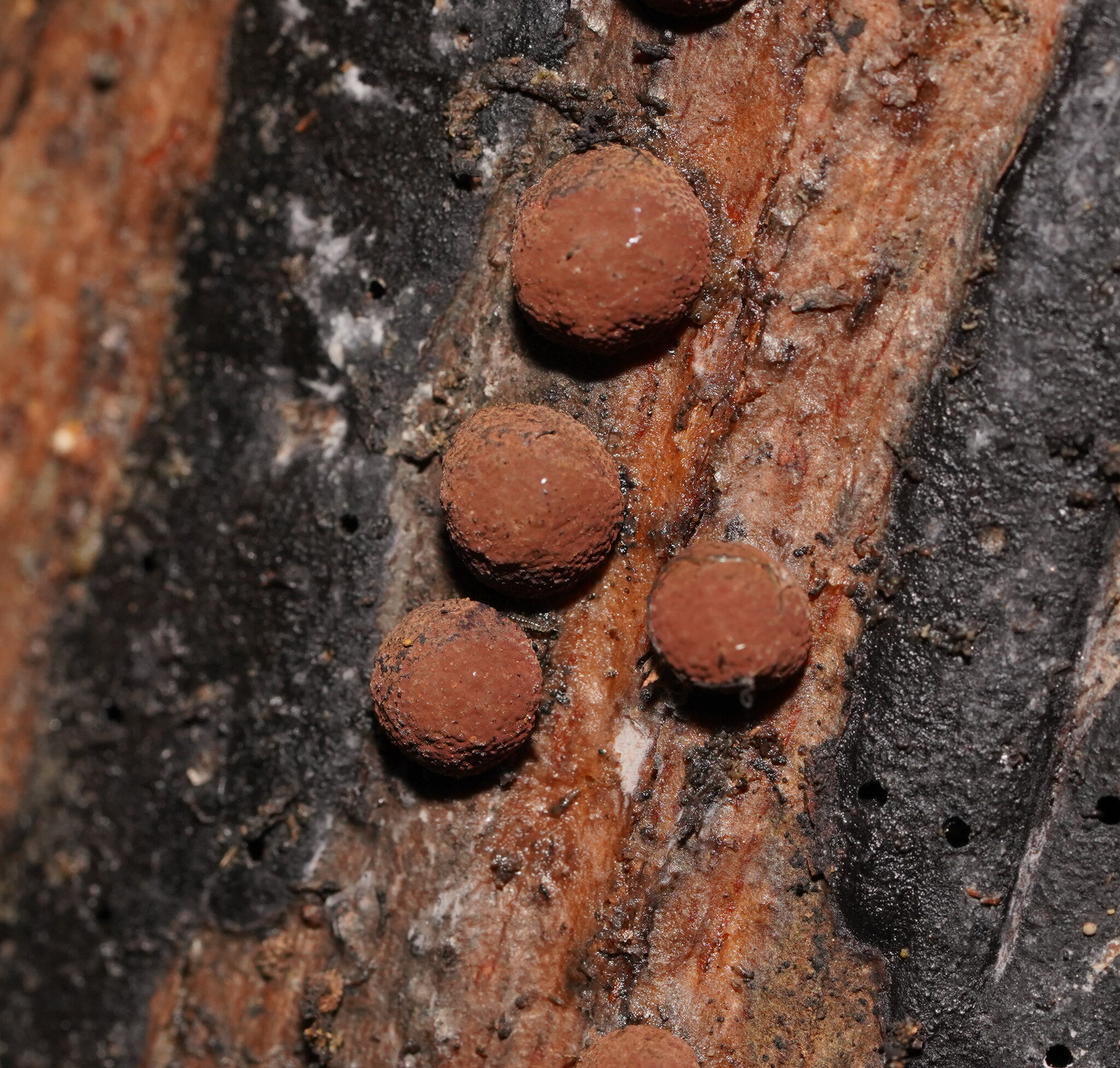 Hypoxylon howeanum Peck