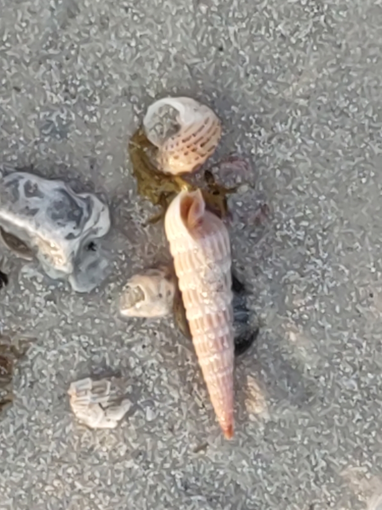 Eastern Auger from Sarasota County, FL, USA on May 12, 2023 at 07:12 AM ...