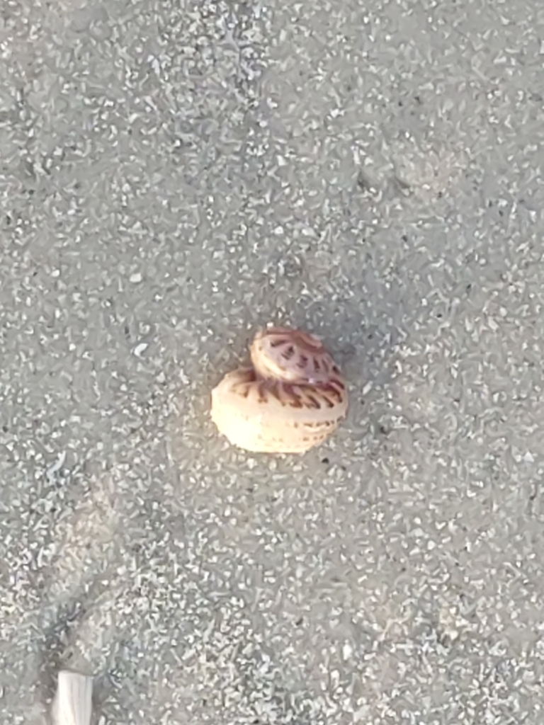 Button Snail from Sarasota County, FL, USA on May 12, 2023 at 07:12 AM ...
