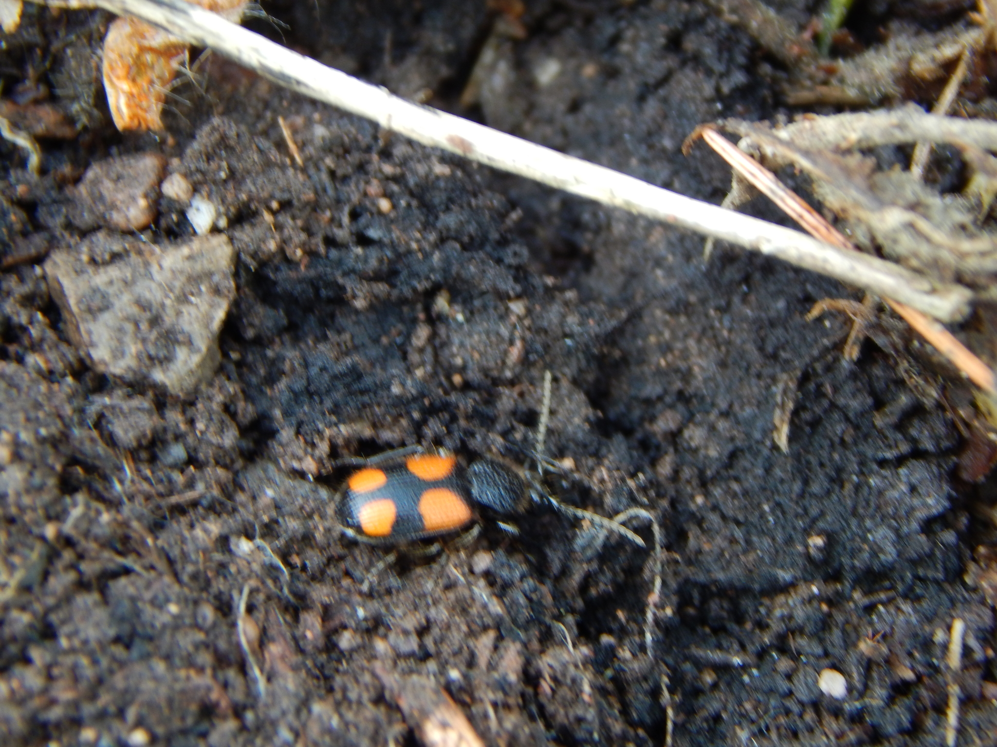 Panagaeus Latreille, 1802