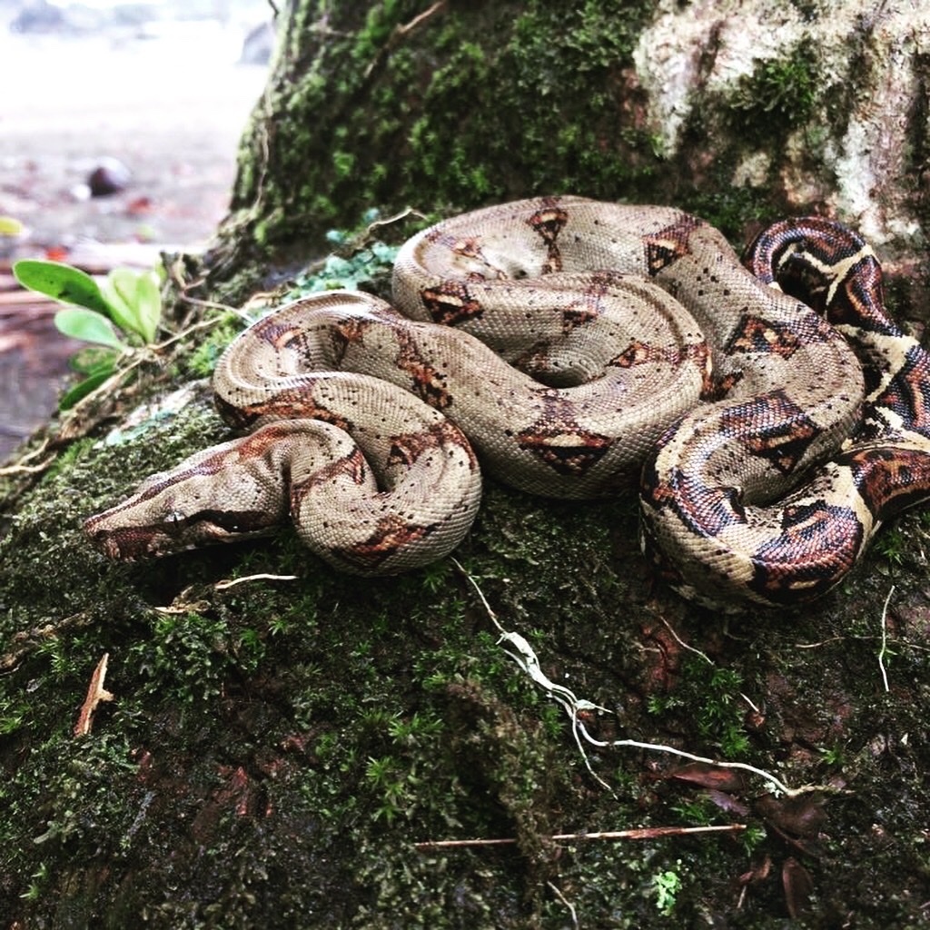 Mazacuata desde Nuquí, Nuqui, Chocó, CO el 21 de enero de 2018 a las 15 ...