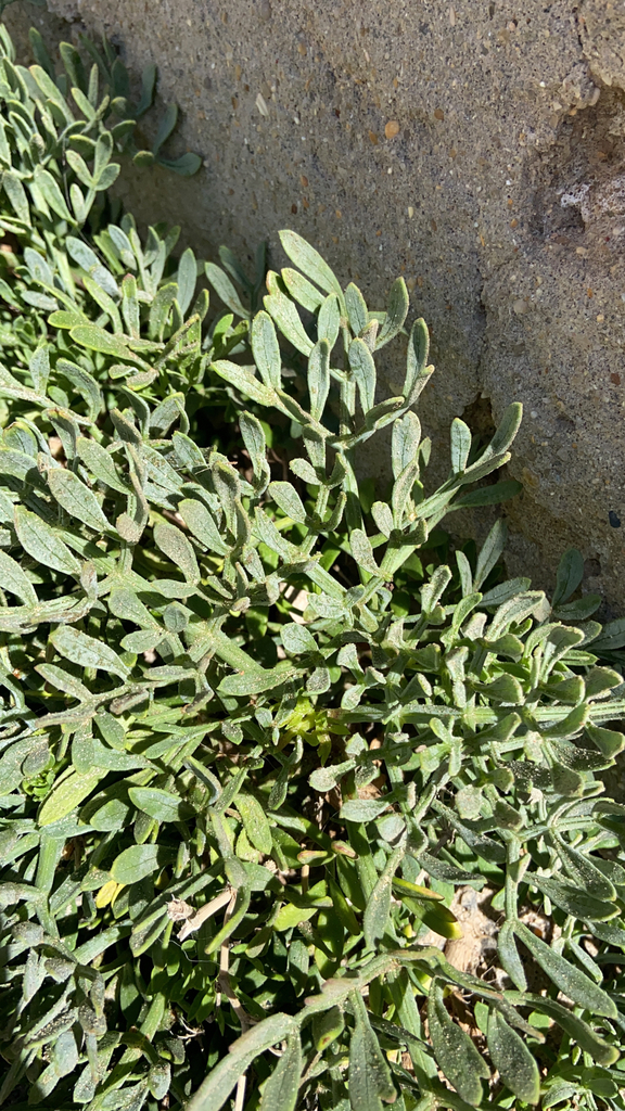 Funcho-marítimo from Nazaré on 12 de maio de 2023 at 12:57 PM by ...