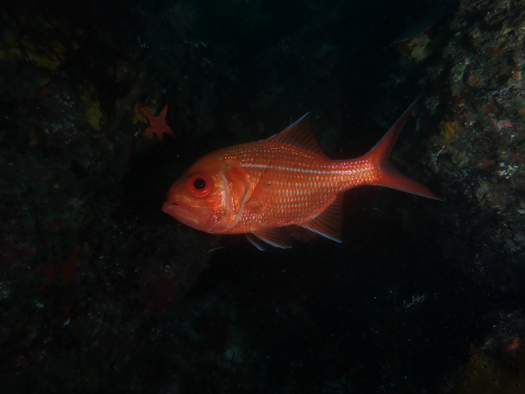 Bight Redfish from Esperance, WA, Australia on April 9, 2023 at 09:41 ...
