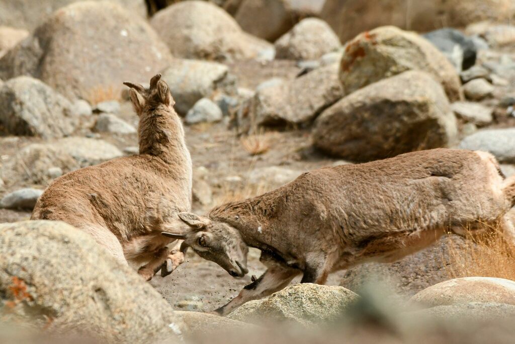 Himalayan Bharal from Rumbak 194104 on April 4, 2023 at 01:31 PM by ...
