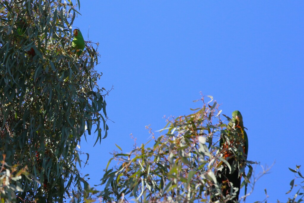 Australian King-Parrot from Justice Robert Hope Park, Watson, ACT ...