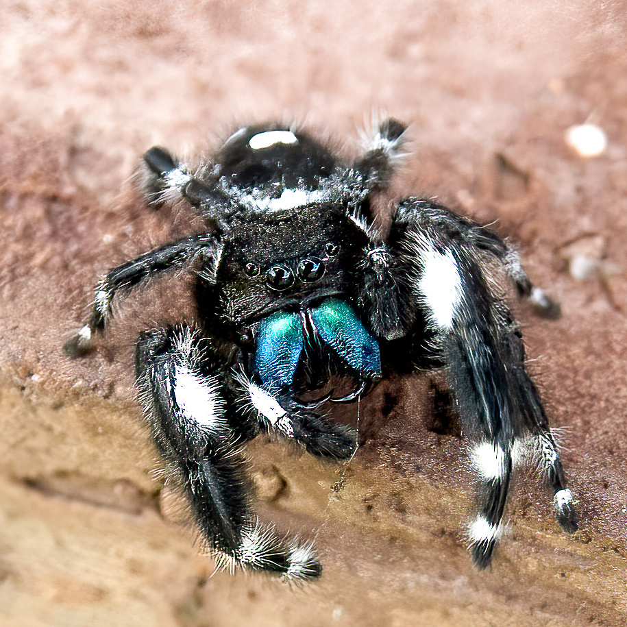 Bold Jumping Spider from 103 Fallen Oak Dr, McKinney, TX 75071, USA on ...