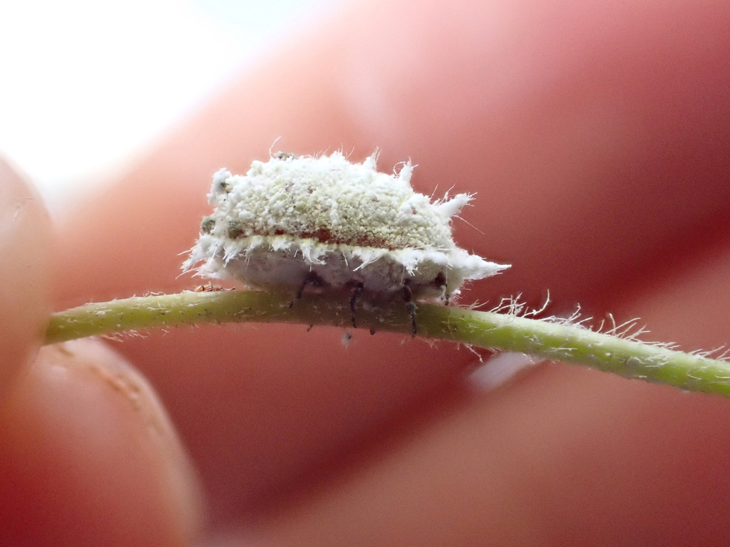 Icerya nudata from Cootharaba QLD 4565, Australia on March 12, 2023 at ...