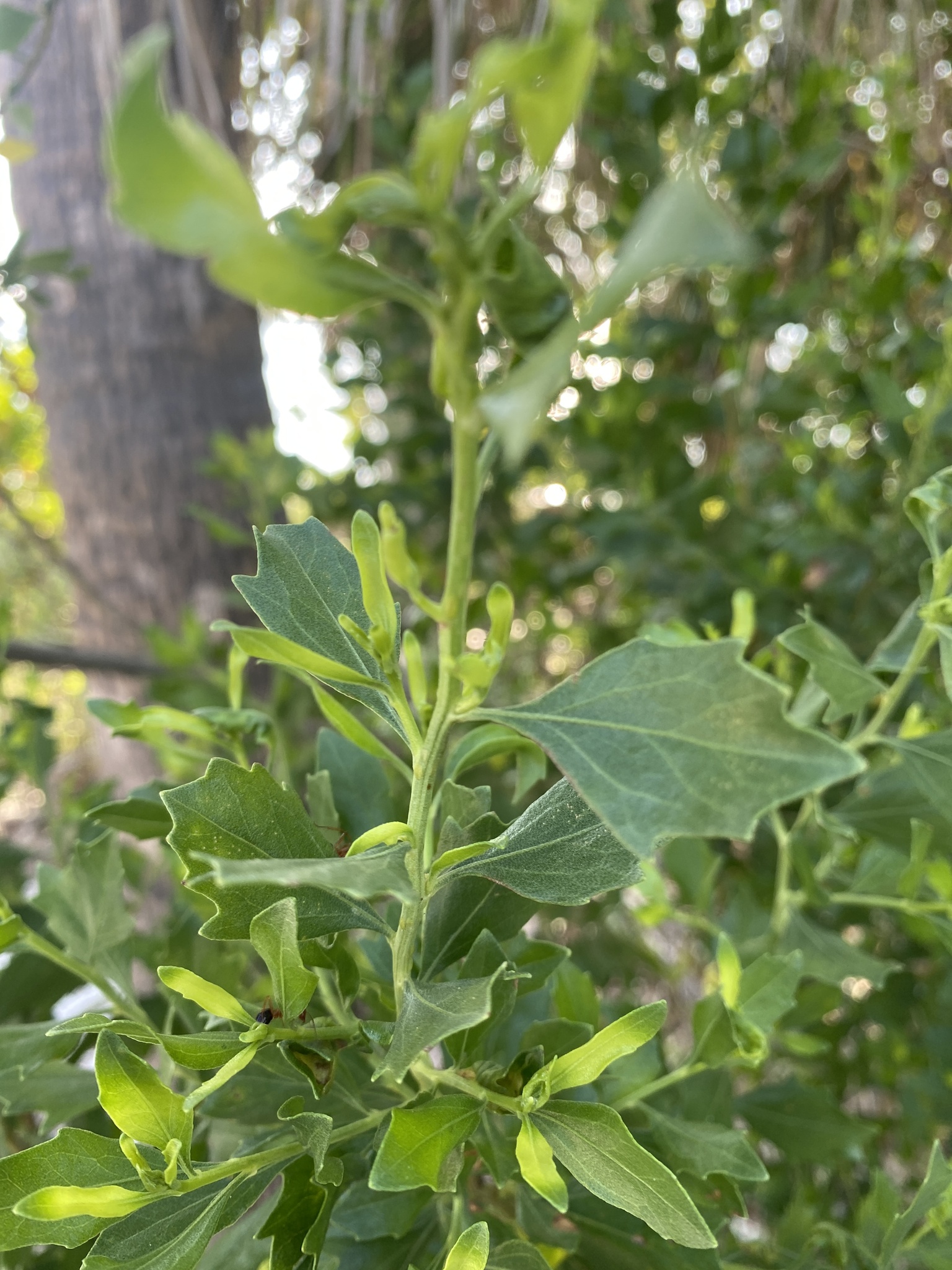 Cryptocarpus pyriformis Kunth