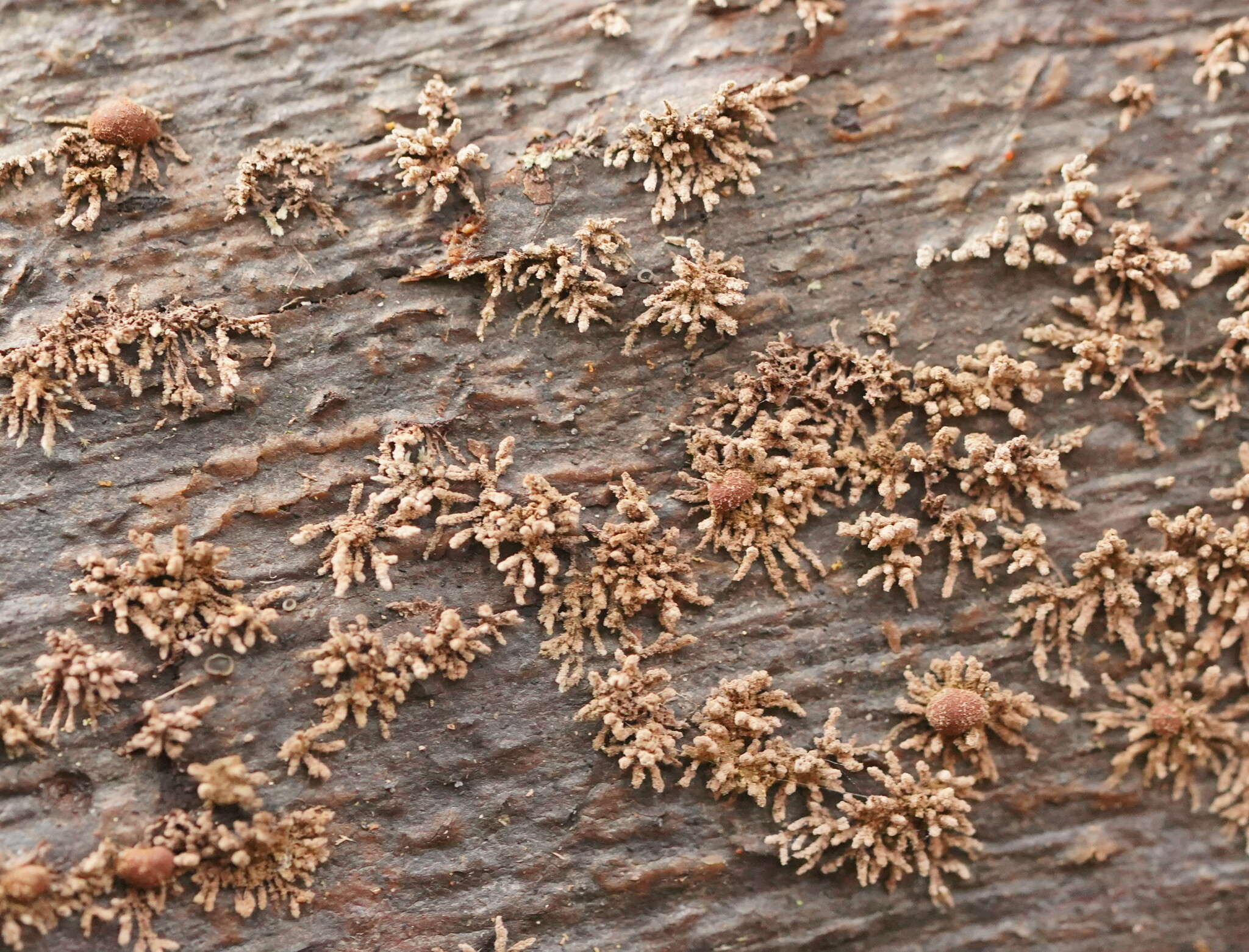 Hypoxylon howeanum Peck