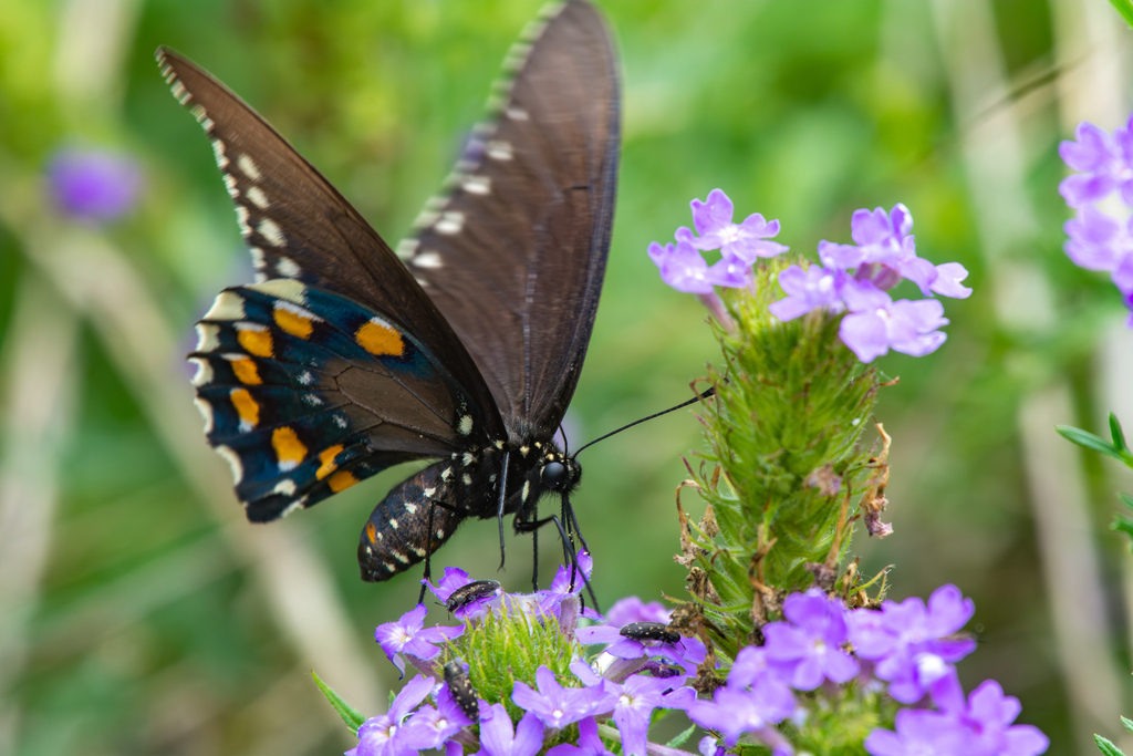 Pipevine Swallowtail from Lewisville, TX, USA on May 11, 2023 at 01:03 ...