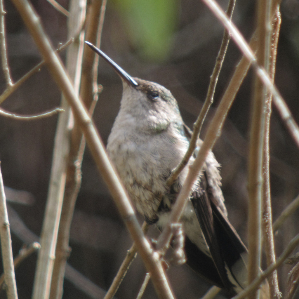 Diamantina Sabrewing (Campylopterus diamantinensis) - Avian Discovery