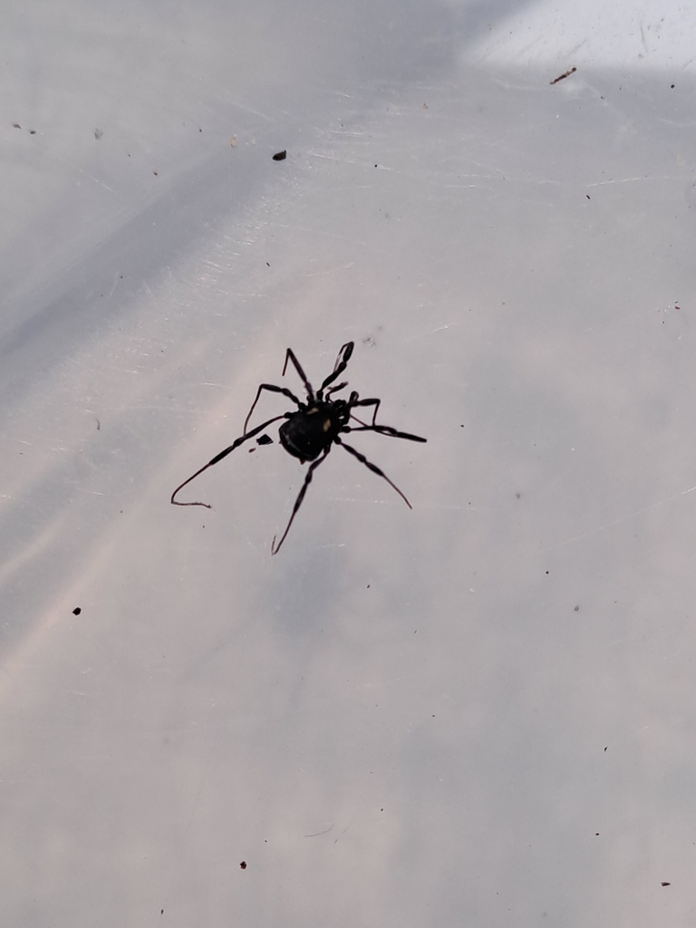 Nemastoma from Nower wood on April 29, 2023 at 12:15 PM by ...