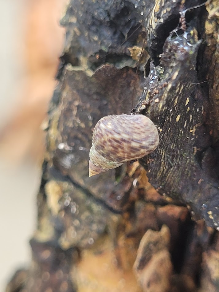 Littoraria scabra (Linnaeus, 1758)