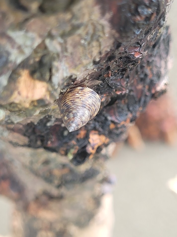 Littoraria scabra (Linnaeus, 1758)