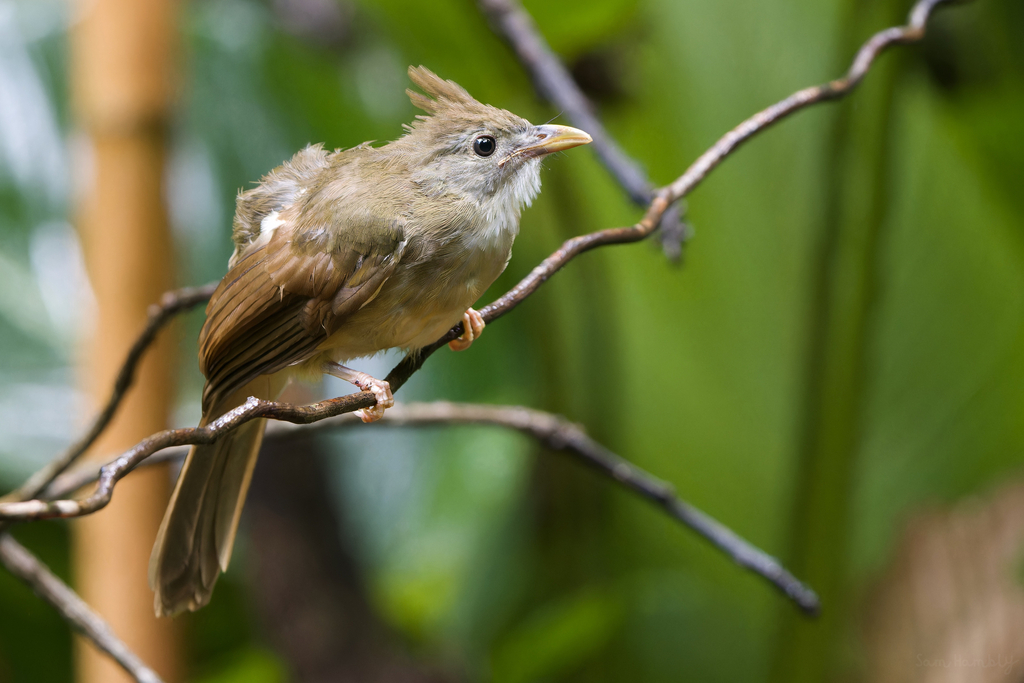 Puff-throated Bulbul from Ban Luang, Chom Thong District, Chiang Mai ...
