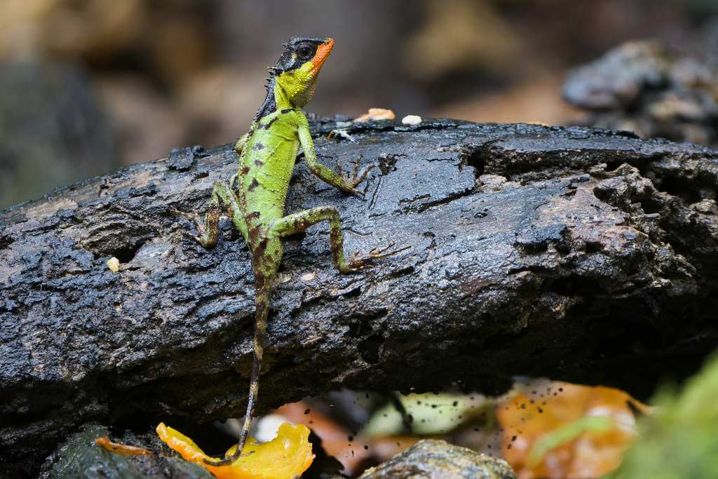 Acanthosaura rubrilabris from Ban Luang, Chom Thong District, Chiang ...