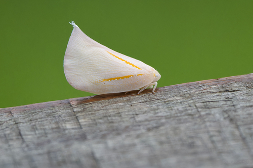 Lawana radiata · iNaturalist Ecuador