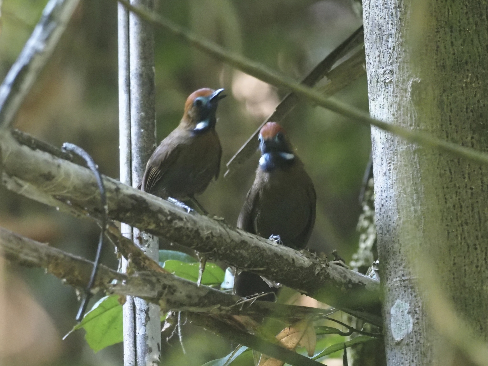 Macronus ptilosus Jardine & Selby, 1835
