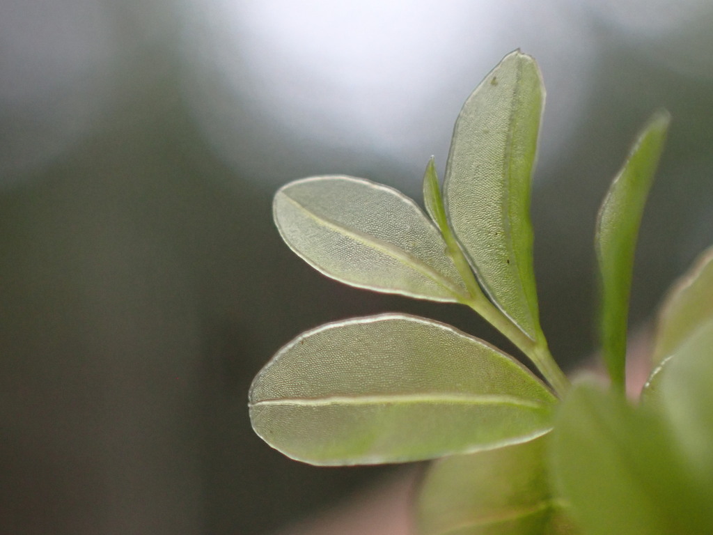 fan moss from Comox Valley, BC, Canada on May 11, 2023 at 04:28 PM by ...