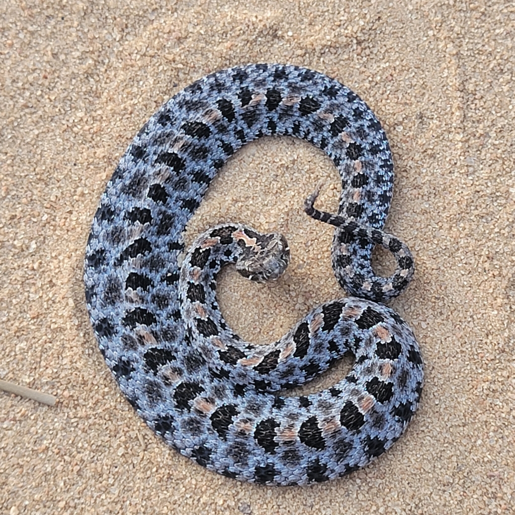 Dusky Pygmy Rattlesnake in May 2023 by Wayne Fidler. Feisty lil pygmy ...