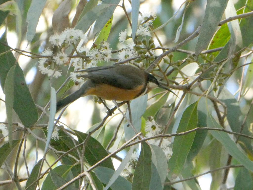 Eastern Spinebill from Macedon VIC 3440, Australia on May 11, 2023 at ...