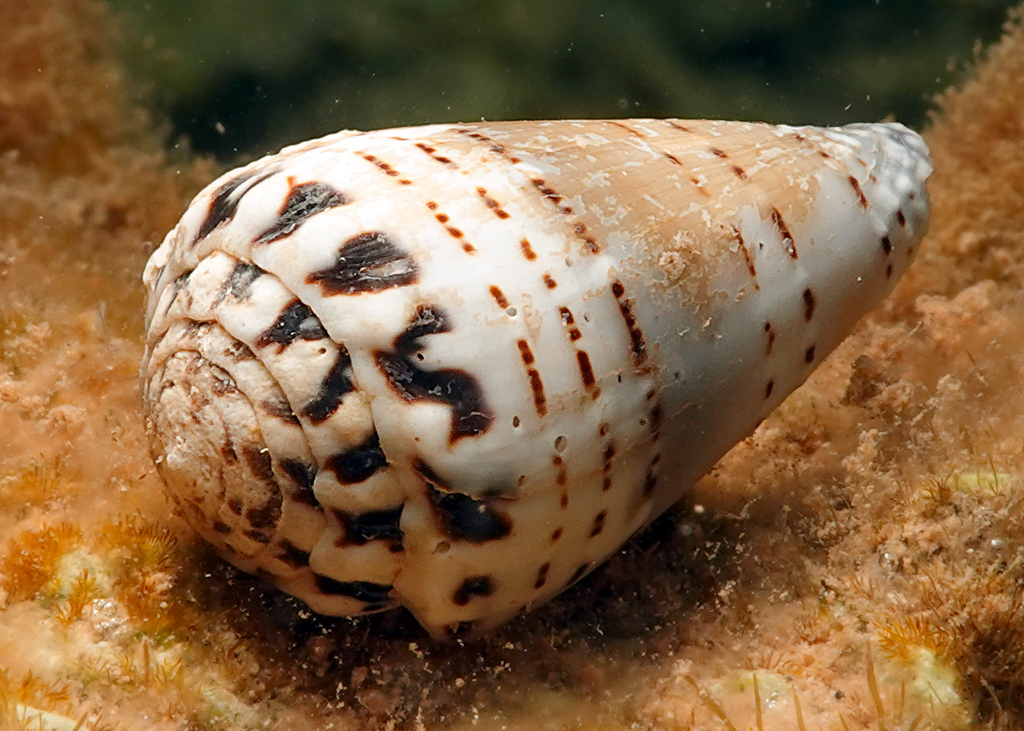 Music Cone from Bundegi, Exmouth, WA, Australia on October 23, 2022 at ...