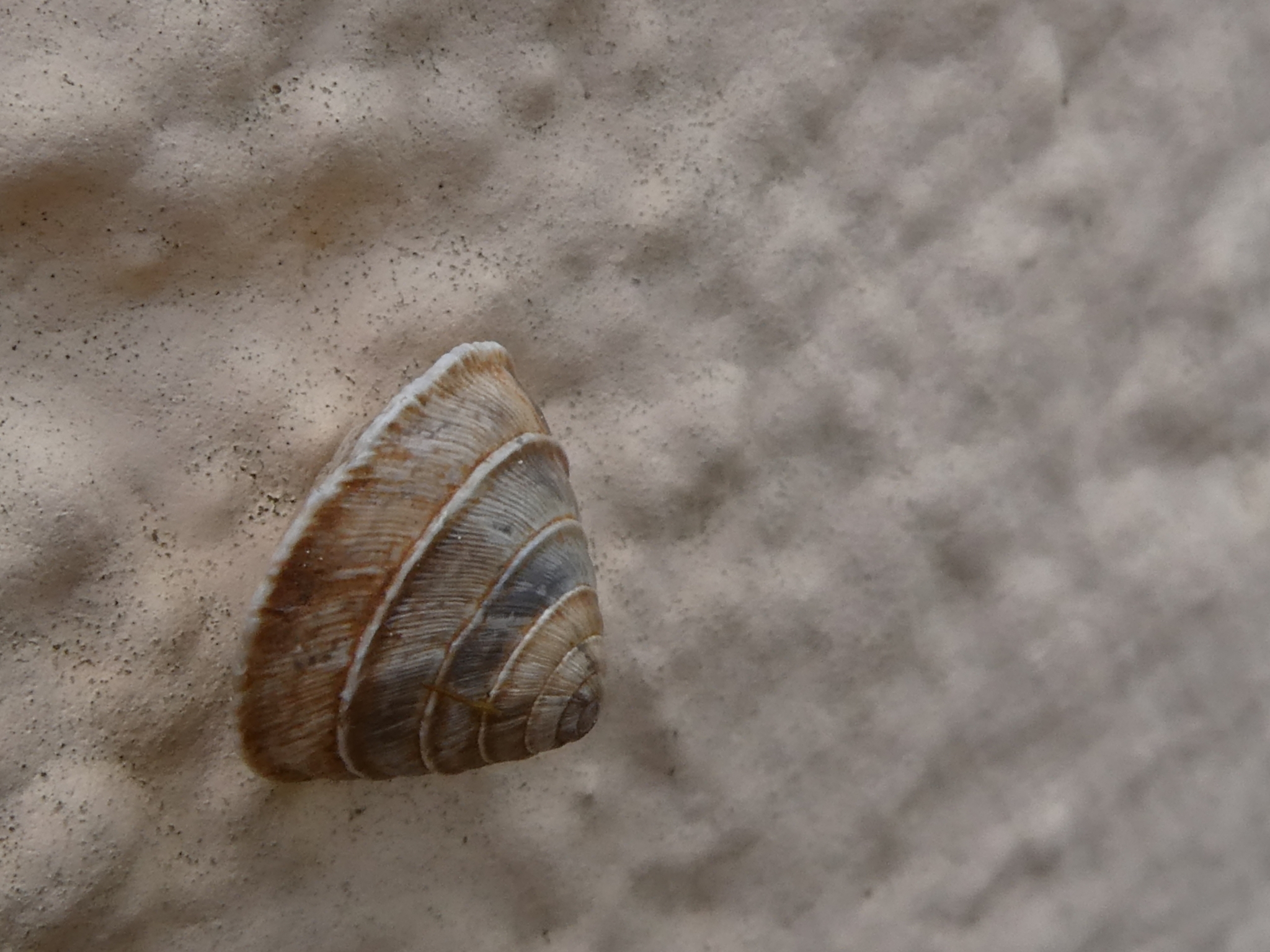 Trochoidea elegans (Gmelin, 1791)