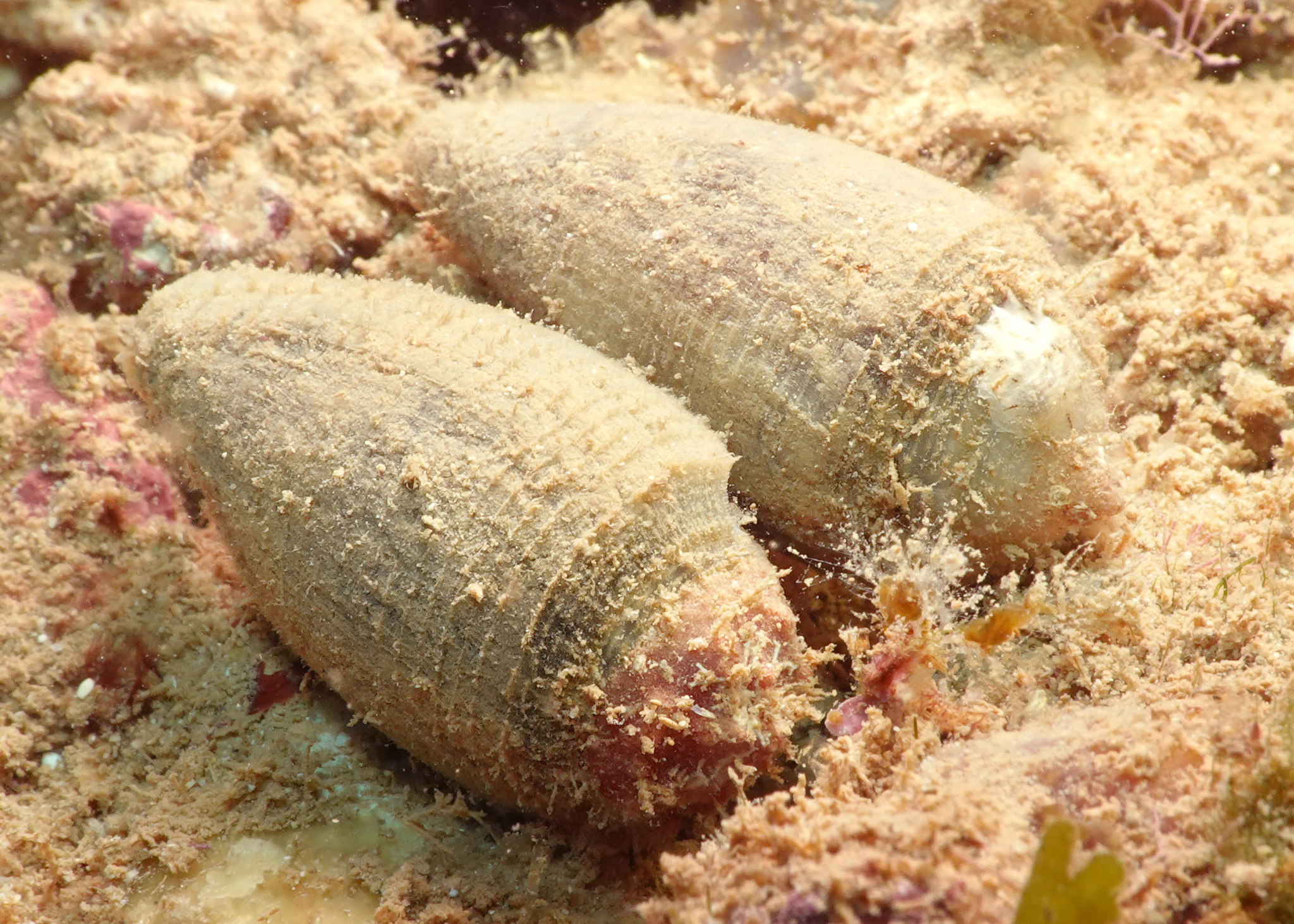 Conus glans Hwass, 1792