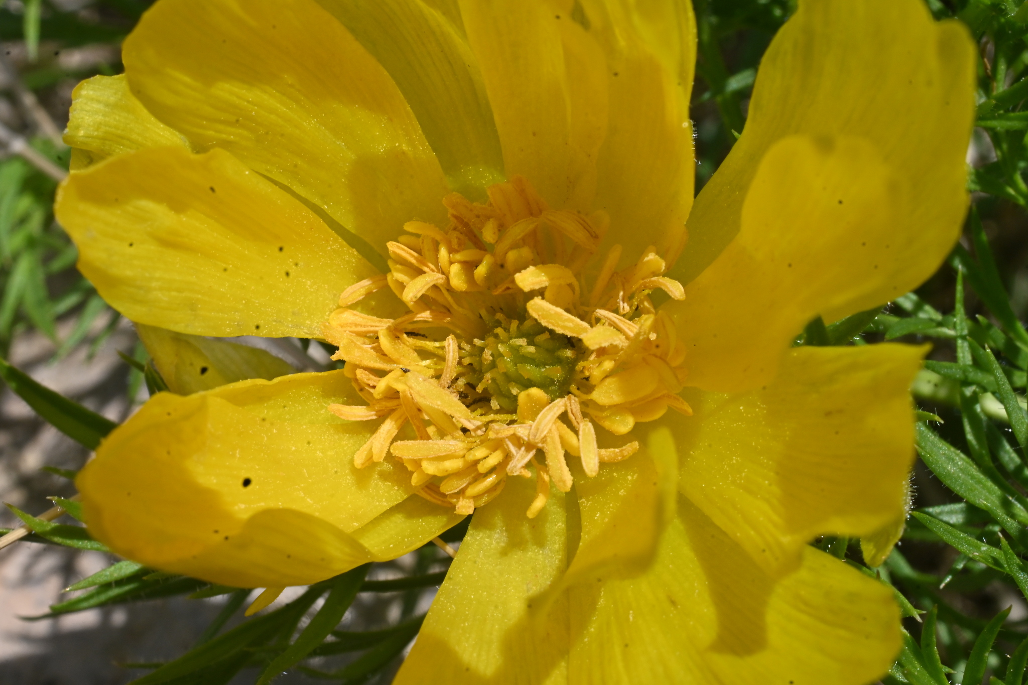 Adonis pyrenaica DC.