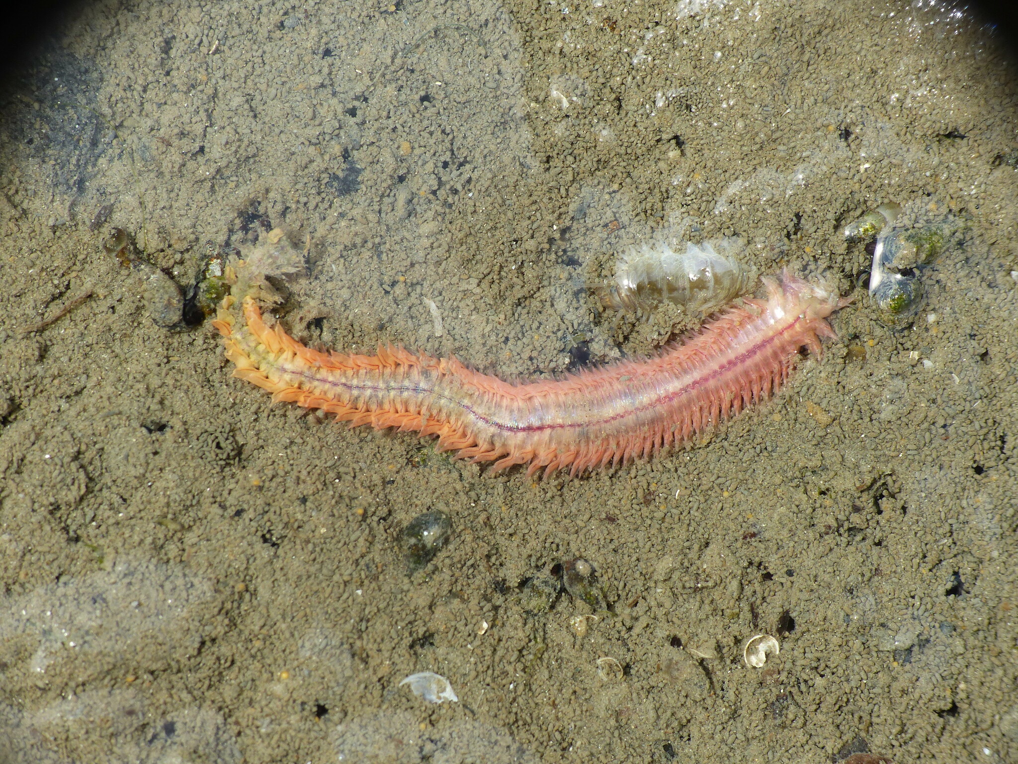 Alitta succinea (Leuckart, 1847)