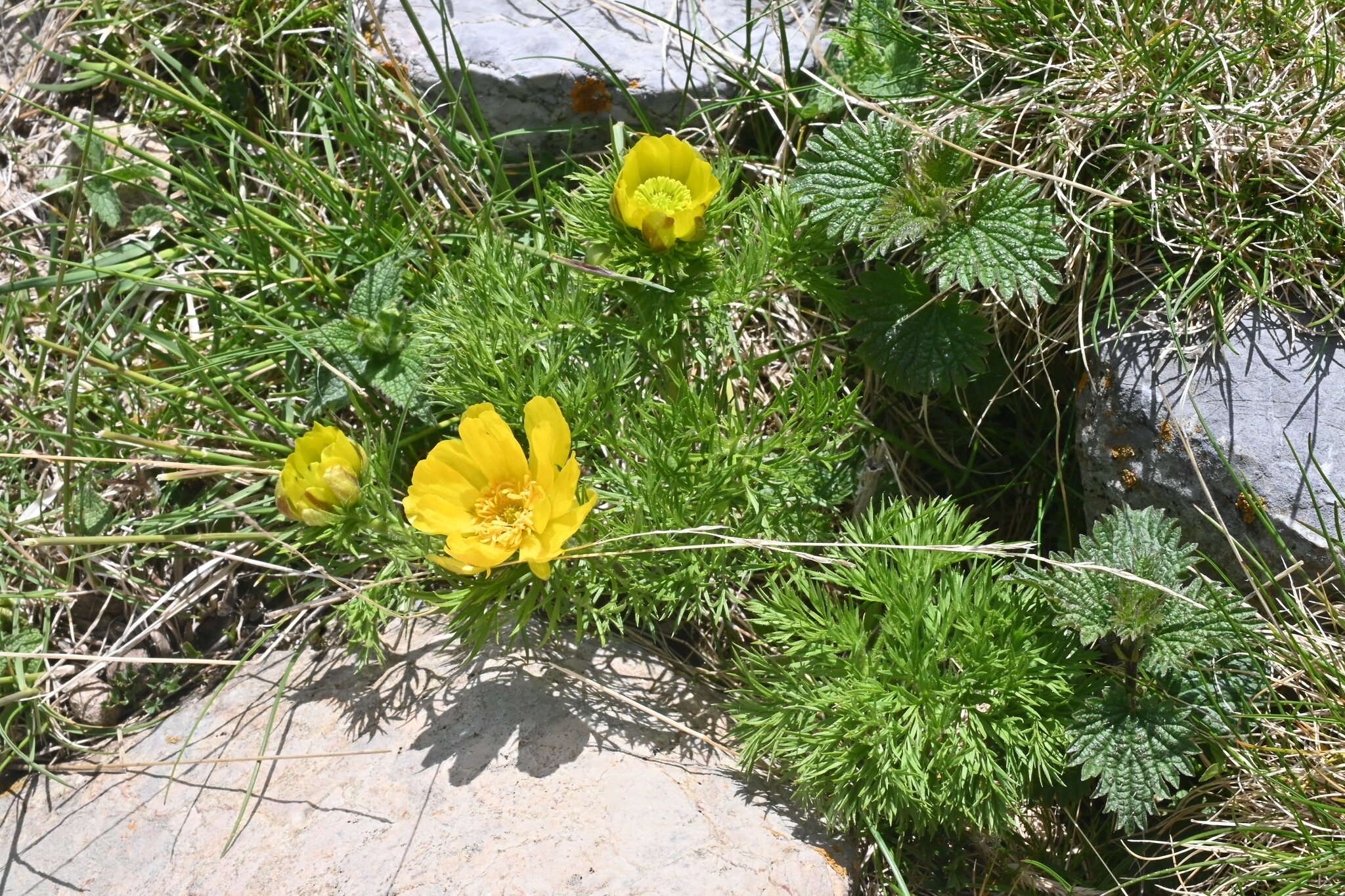 Adonis pyrenaica DC.