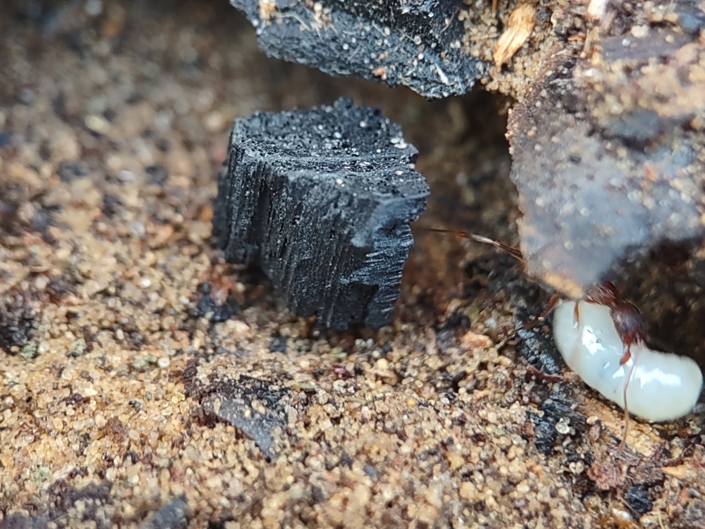 Treat's Collared Ant from Pembroke Township, IL, USA on May 11, 2023 at ...