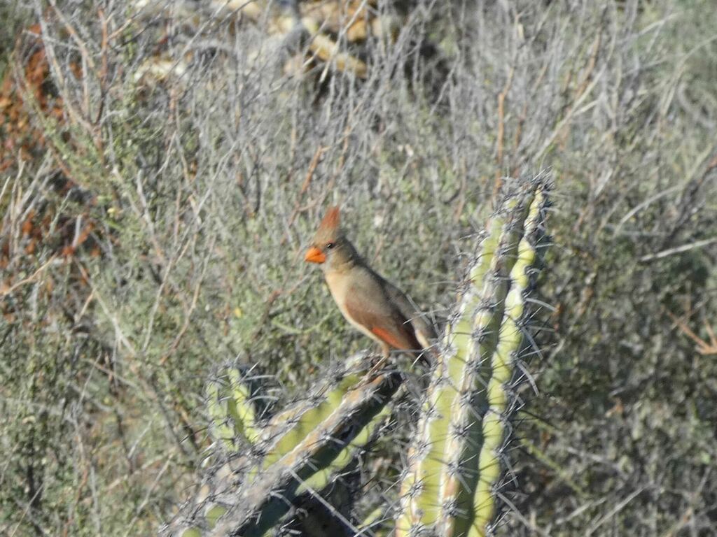 Northern Cardinal from Loreto Municipality, BCS, Mexico on April 30 ...